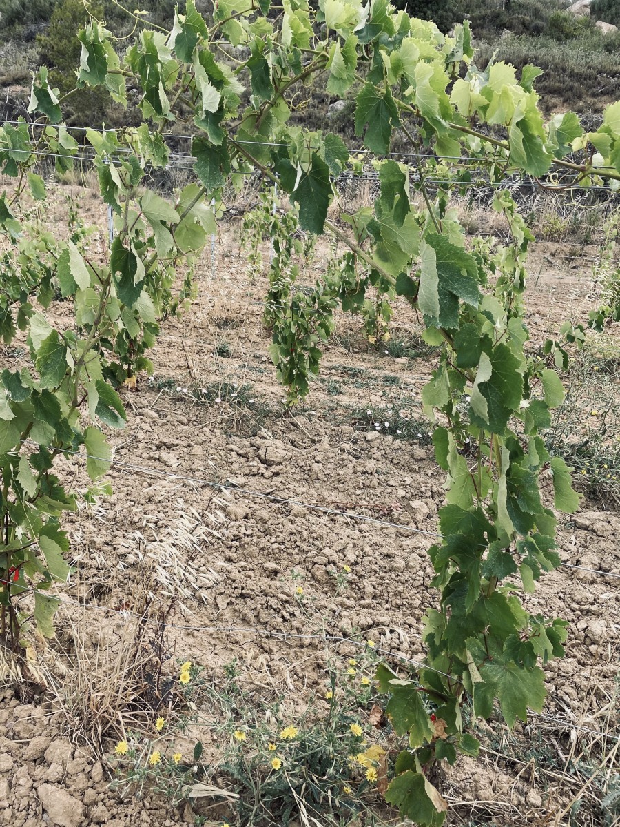 Domaine La Tasque | Small Wine Domaine in the Languedoc